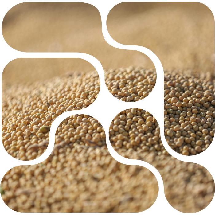 GLOBAL | Soya Meal